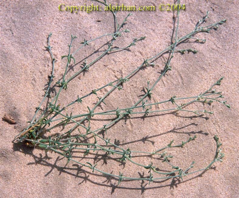 مكر – موقع السرحان