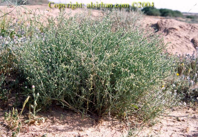 مكر – موقع السرحان